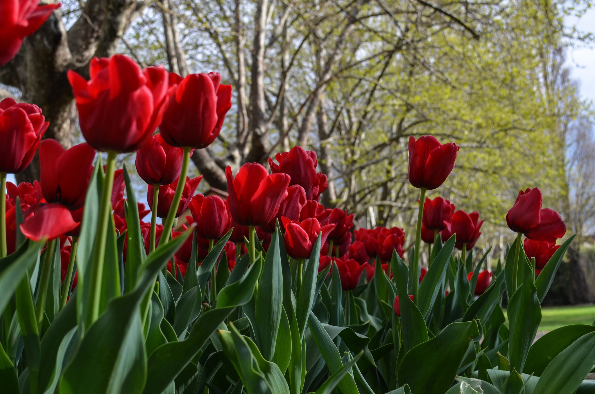 Grand - Grand Pacific Drive